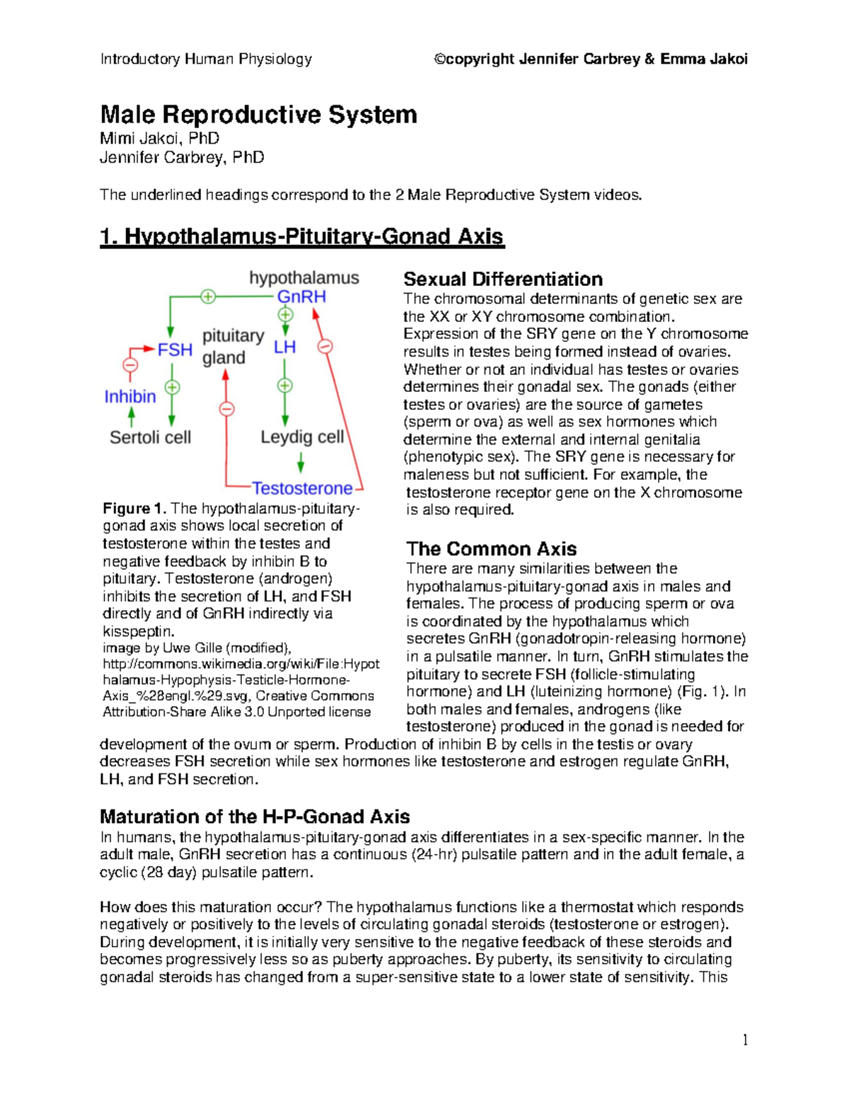 Male Reproductive System Notes - Introductory Human Physiology - Studocu