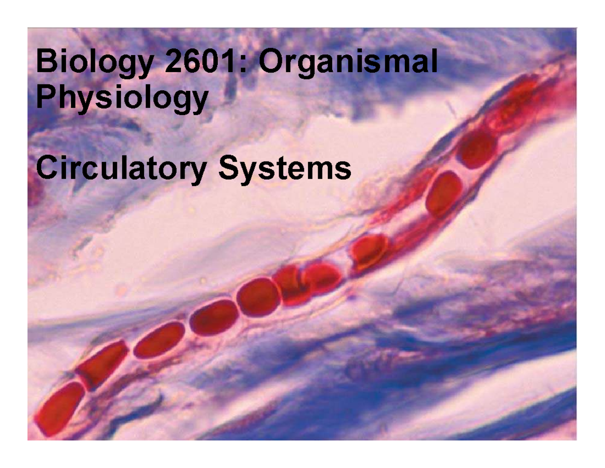 Biology 2601: Lecture 19 on Circulatory Systems and Physiology - Studocu