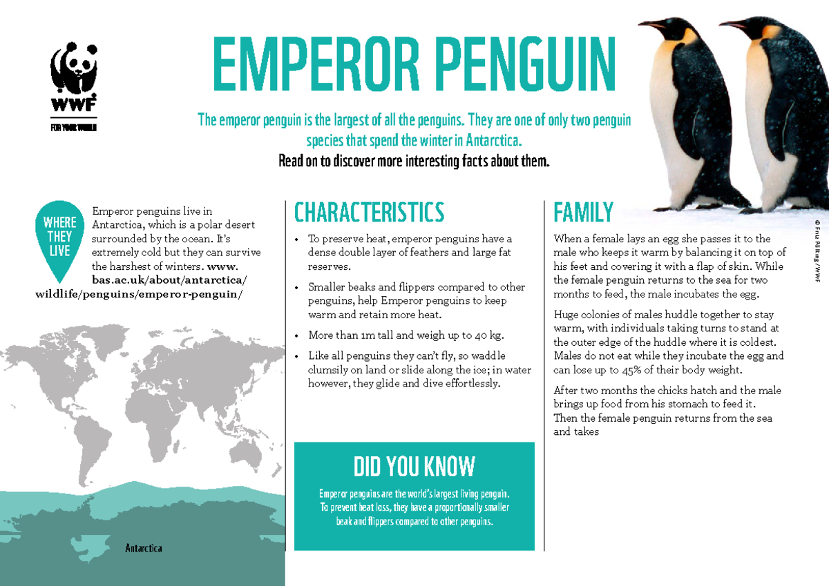 Additional resource - Species Fact Sheets - EMPEROR PENGUIN The emperor ...