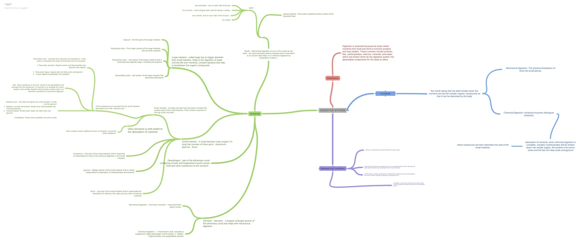 11 Aehby - Digestive System Mind Map Overview and Functions - Studocu