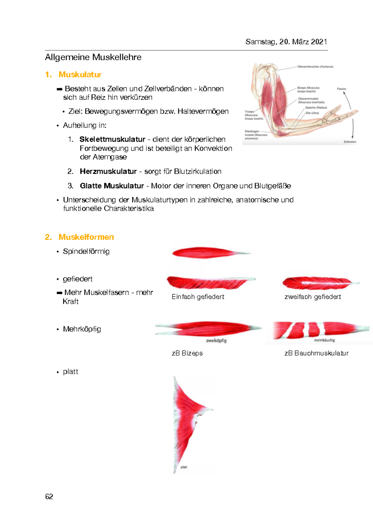 Anatomie - Muskellehre - Allgemeine Muskellehre 1. Muskulatur Besteht ...