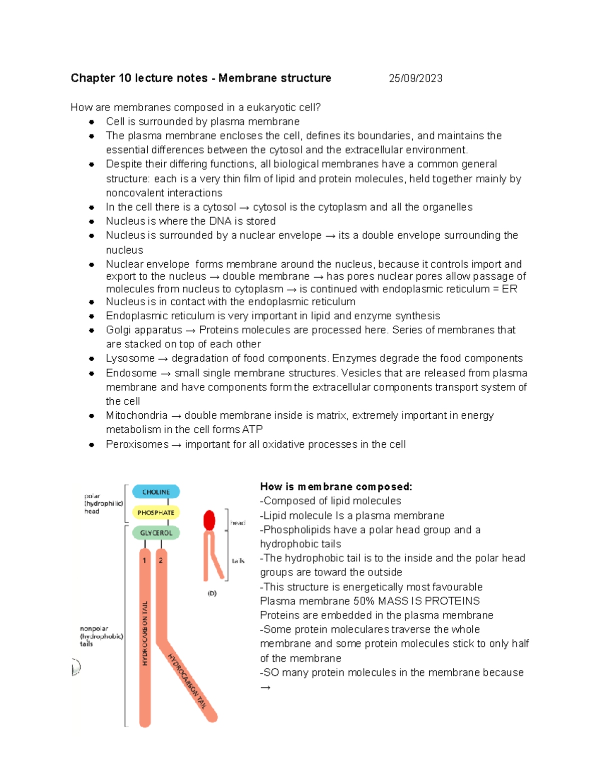 Chapter 10 Lecture Notes: Membrane Structure and Function - Studeersnel