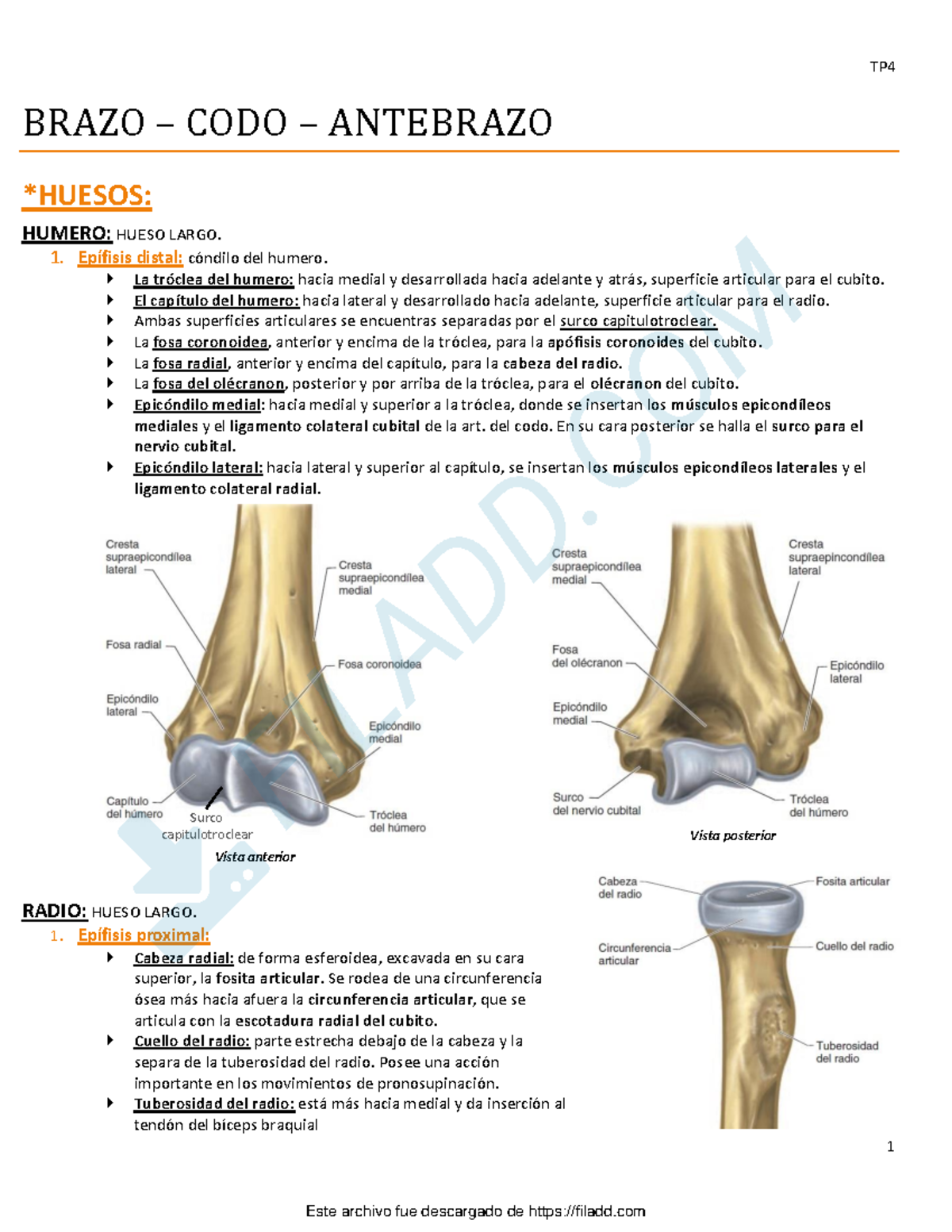 Resumen de codo y antebrazo anatomia - 1 BRAZO – CODO – ANTEBRAZO ...