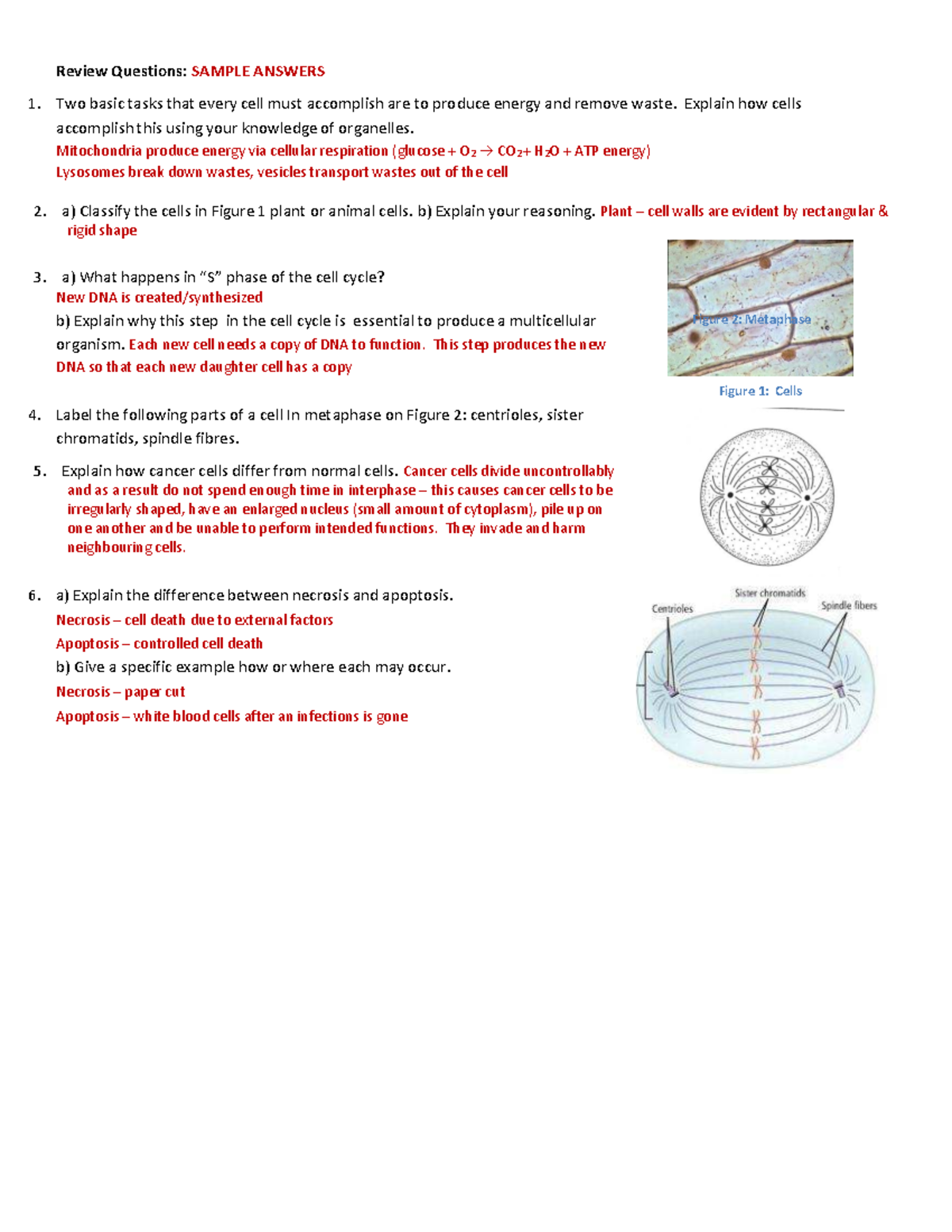 Biology Unit Review: Sample Answers to Key Questions - Studocu