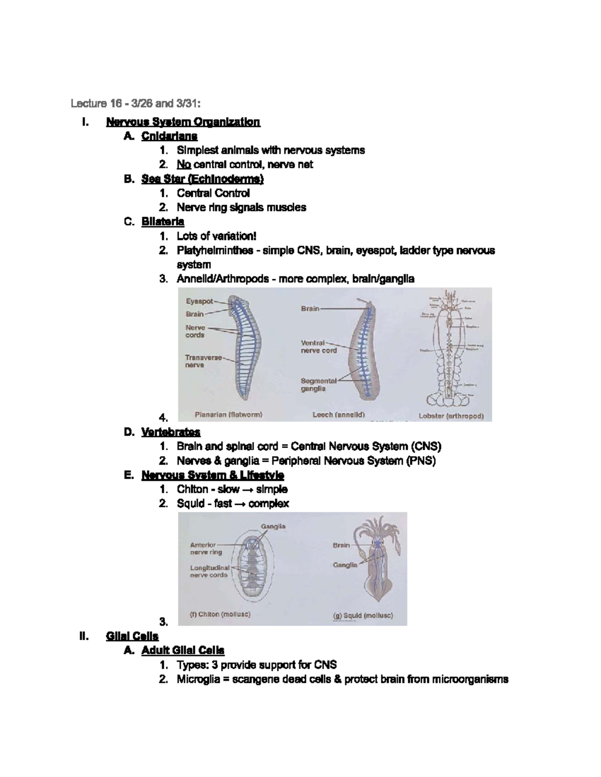 Nervous system organization and function notes (BIO 101) - Studocu