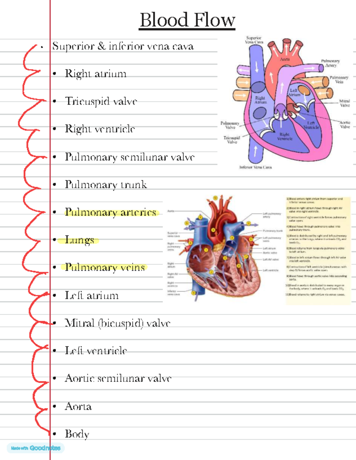 Heart - BIOL 2020 - Superior & inferior vena cava Right atrium ...