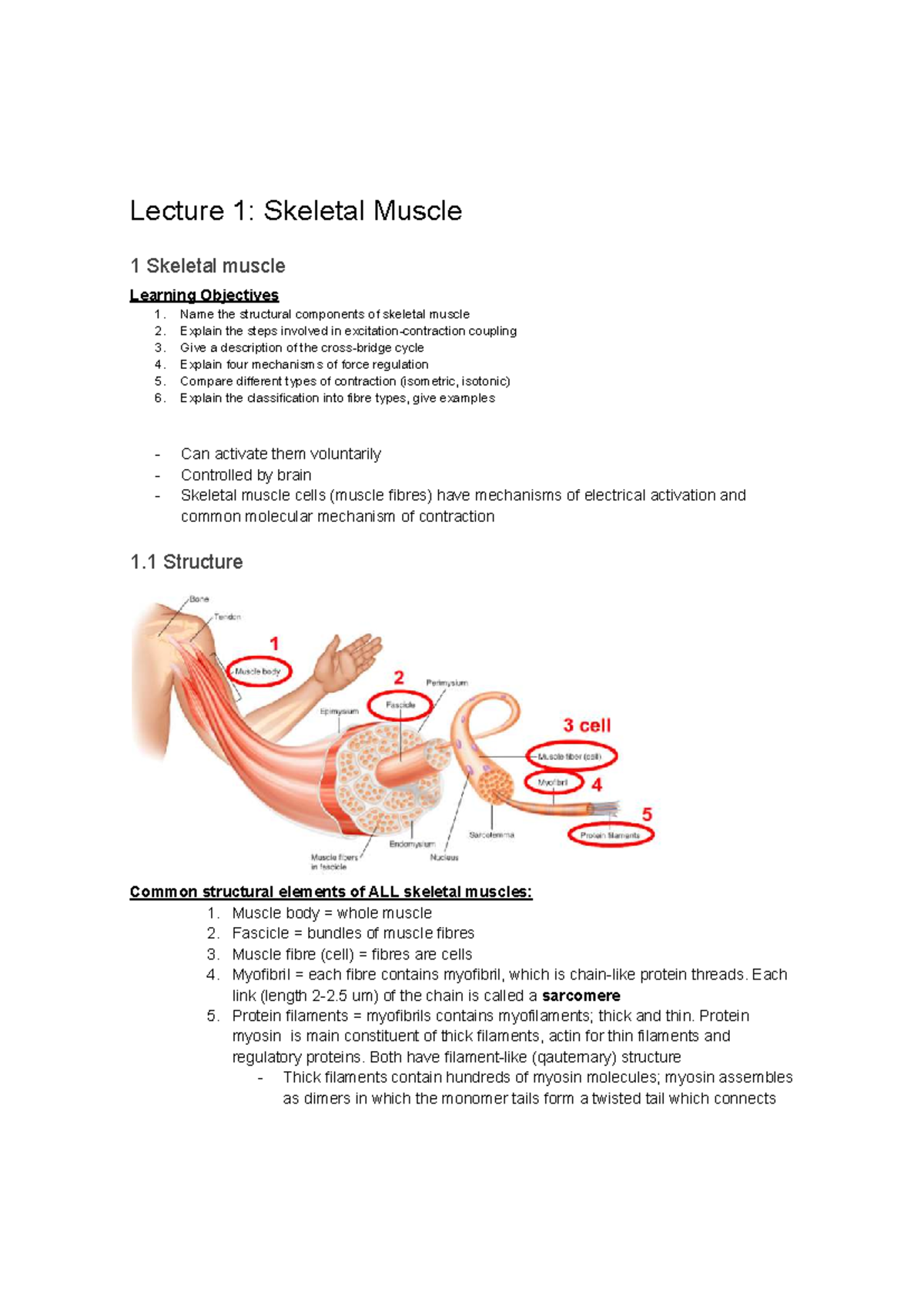 Quiz 2 Study Notes: Skeletal Muscle & Autonomic Physiology - Studocu