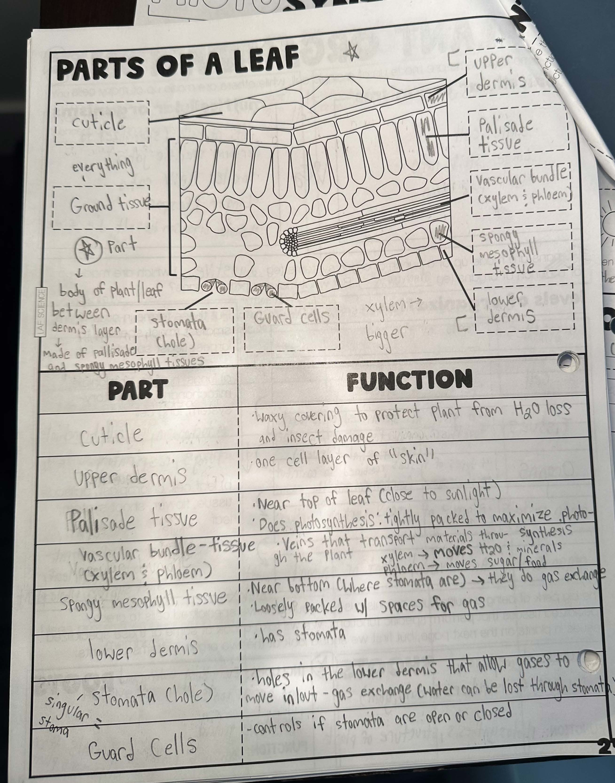 IMG 3455 - Describes the parts of a leaf. - o ocoec 0 oy peoteet Pt Ty ...
