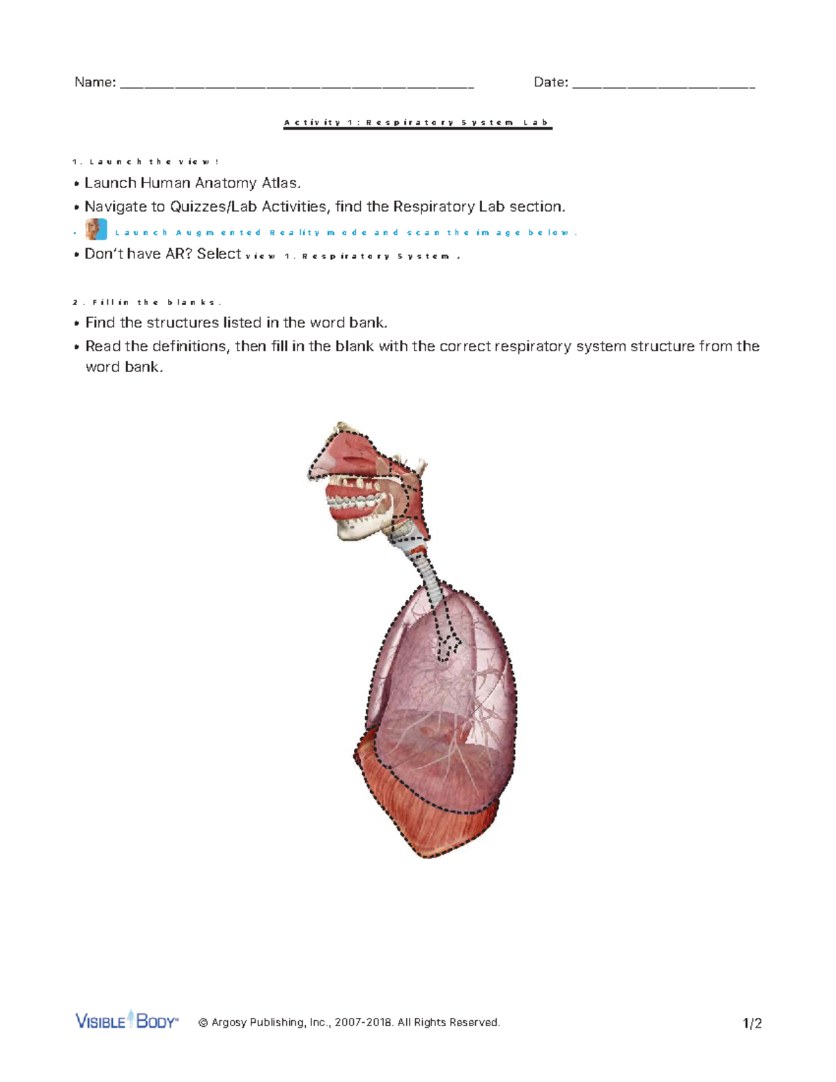 Respiratory System Lab Activities: AR Exploration & Anatomy Insights ...