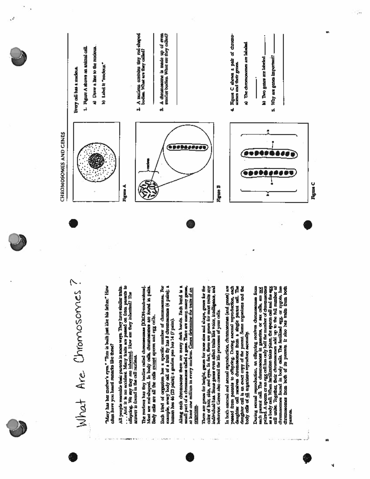 Chromosome Worksheet and Gene Inheritance Study Notes - Studocu