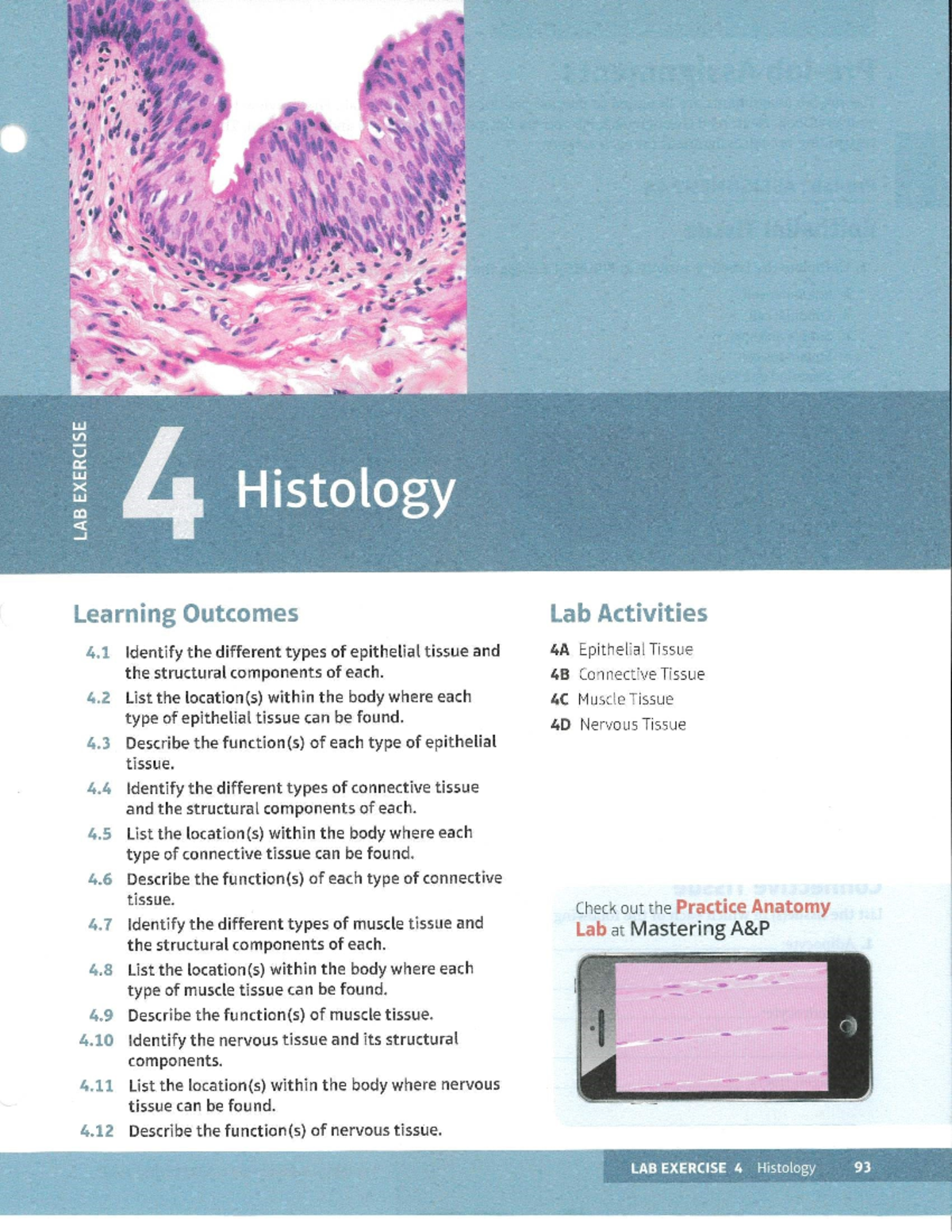 LAB EXERCISE 4 Histology: Epithelial, Connective, Muscle & Nervous ...