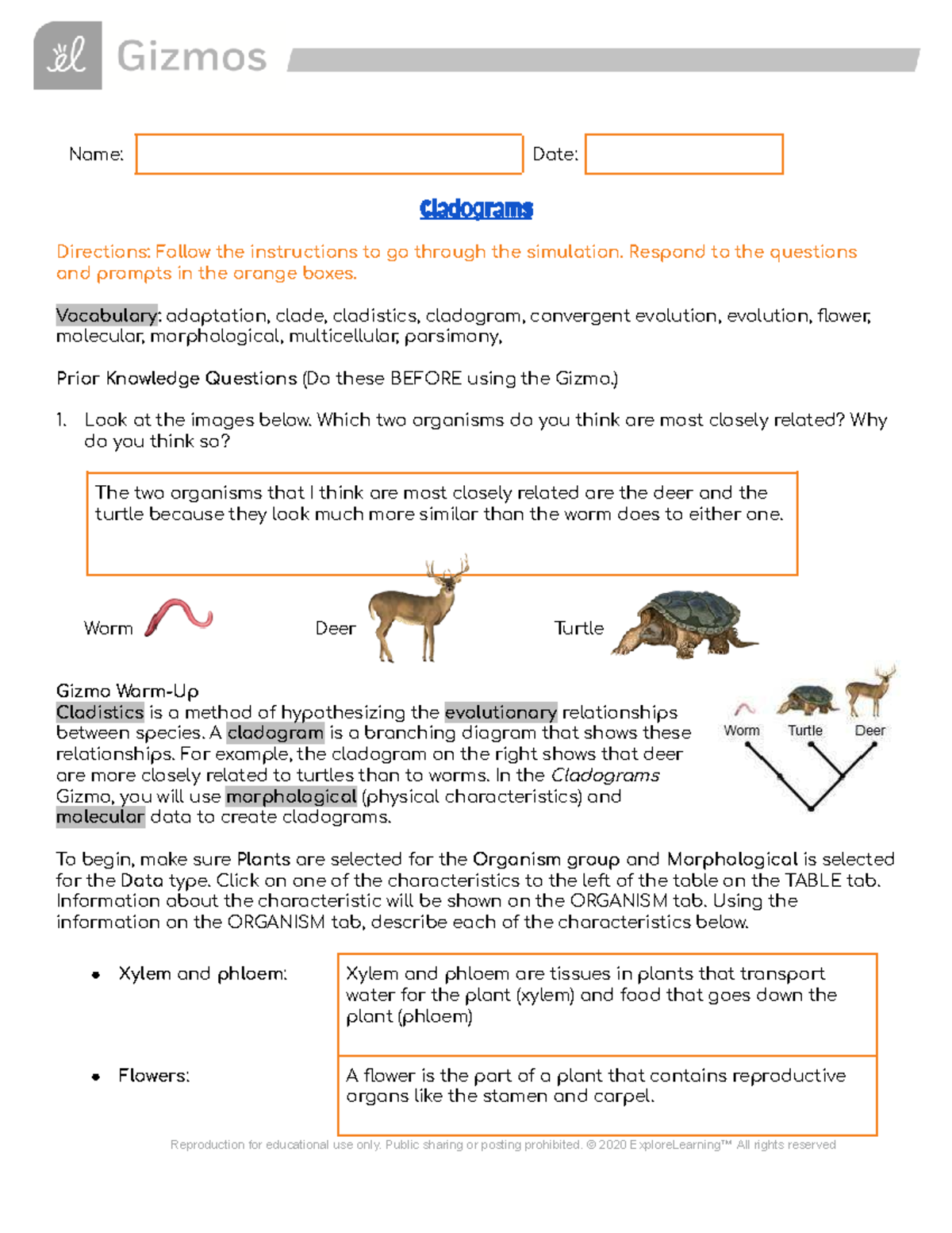 Gizmo Cladograms Activity: Exploring Evolutionary Relationships - Studocu