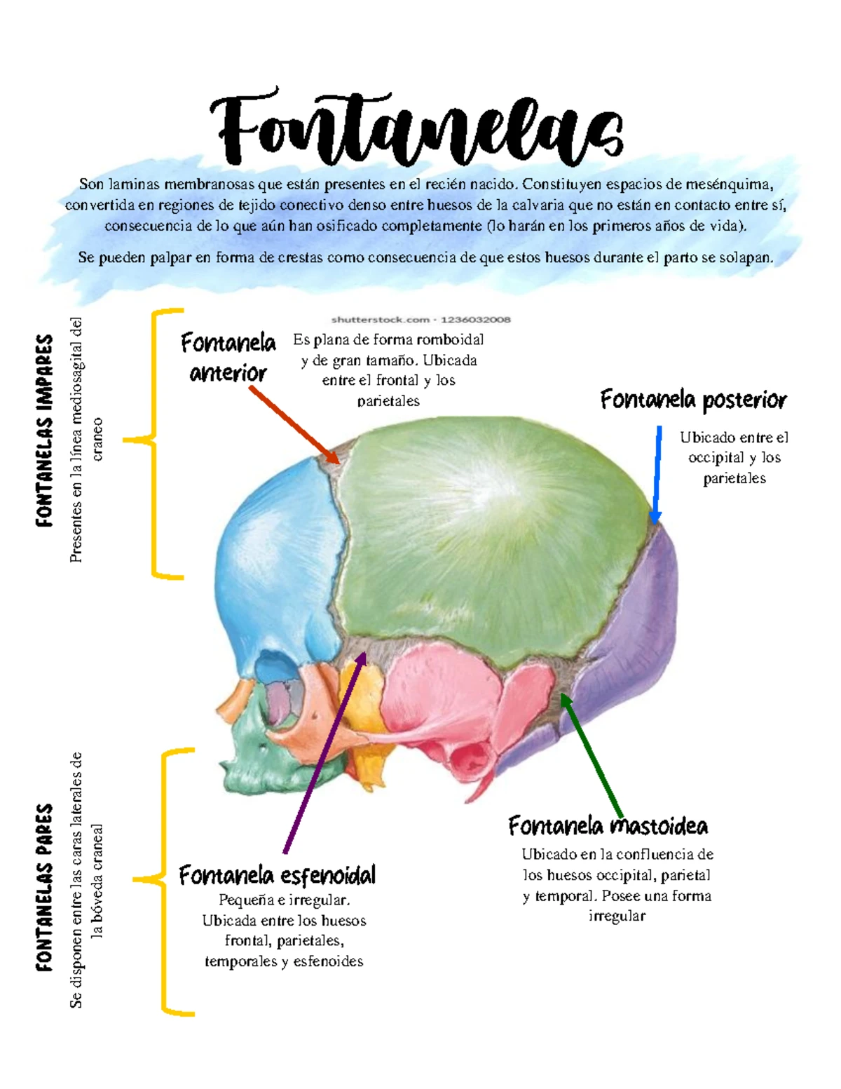 Anatomía Del Tercer Nervio Craneal