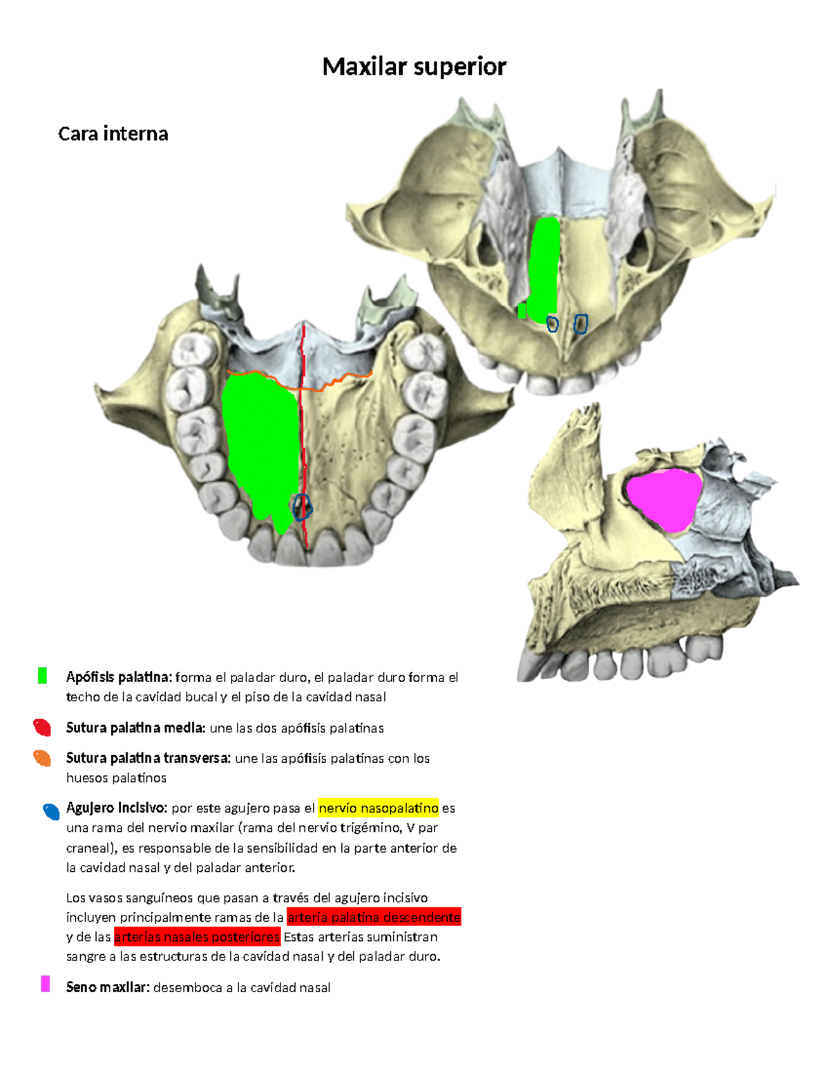 Anatomía del Maxilar Superior: Estructuras y Funciones Esenciales - Studocu
