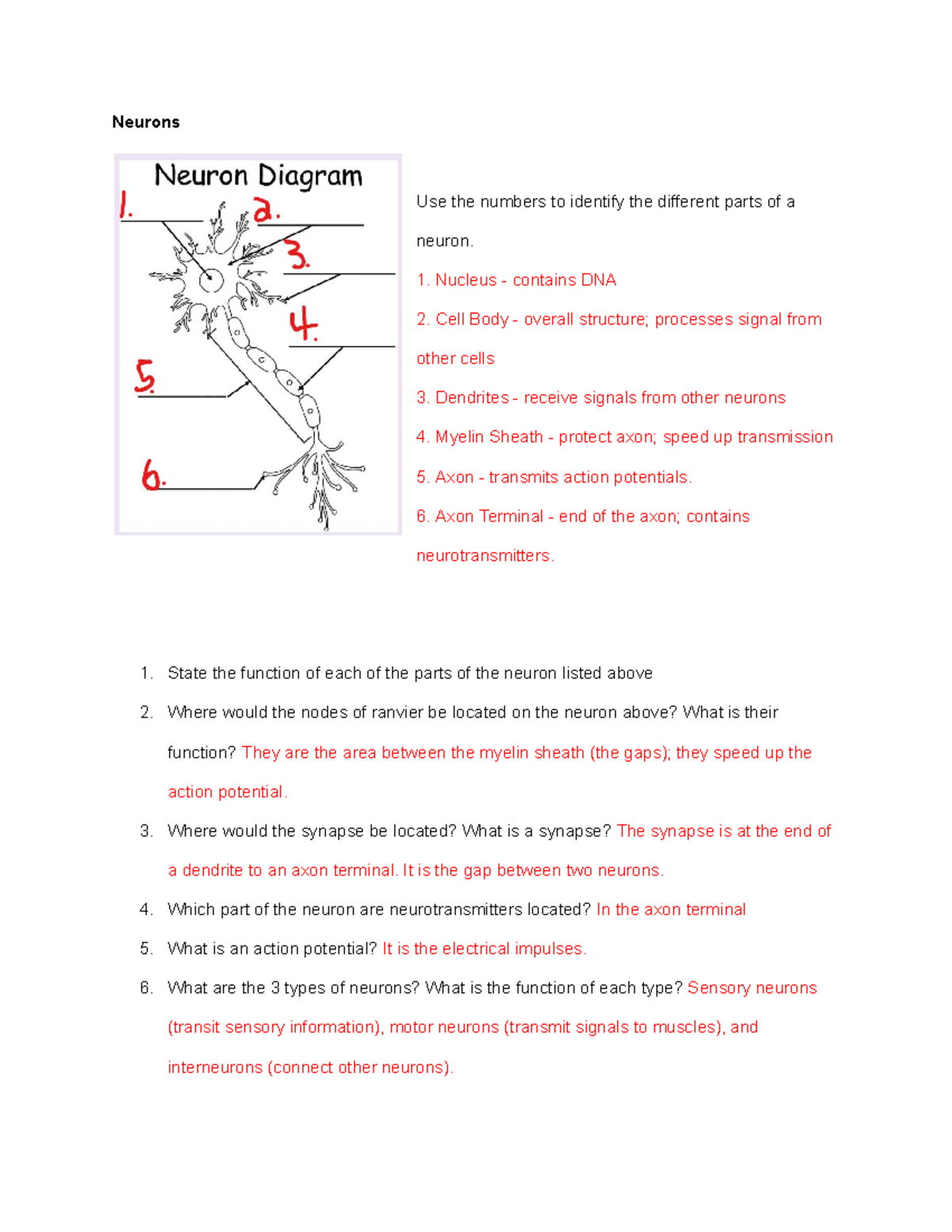 Nervous System Study Guide - Google Docs - Neurons Use the numbers to identify the different ...