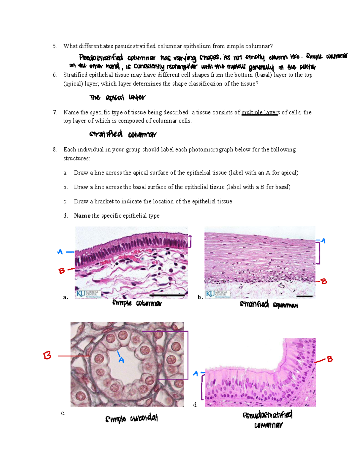 Chapter 2 Lab 2 Histology: Epithelial Tissue Types Explained - Studocu