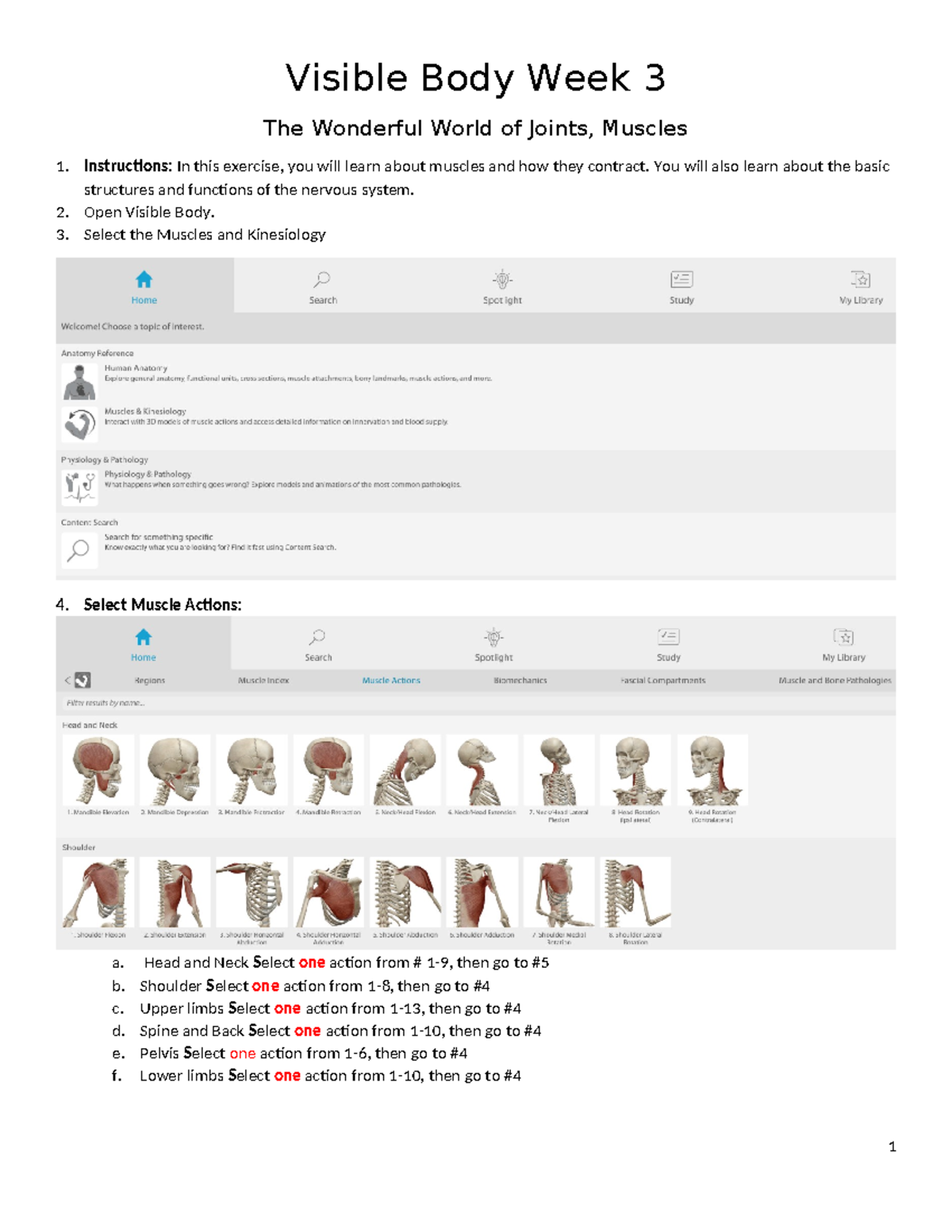 Unit 3 Visible Body: Muscular System and Muscle Actions Guide - Studocu
