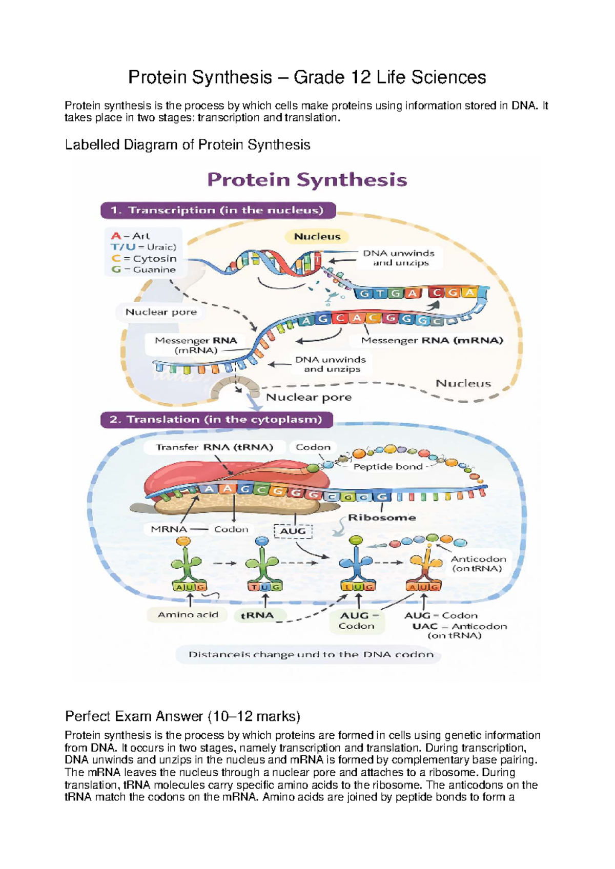 Protein Synthesis Overview for Grade 12 Life Sciences - Studocu