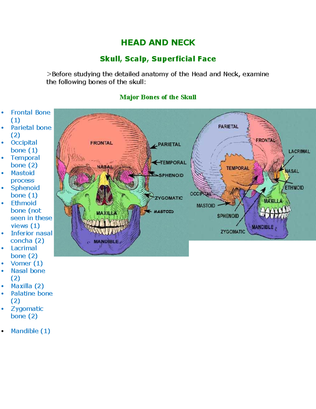 Skull, Scalp, and Superficial Face Anatomy Study (ANAT 101) - Studocu