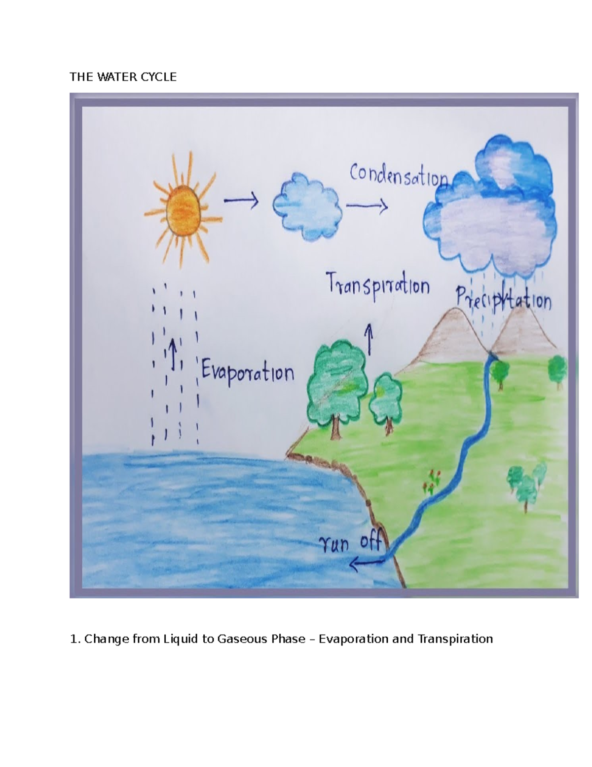Water Cycle Overview: Phases, Processes, and Importance - Studocu