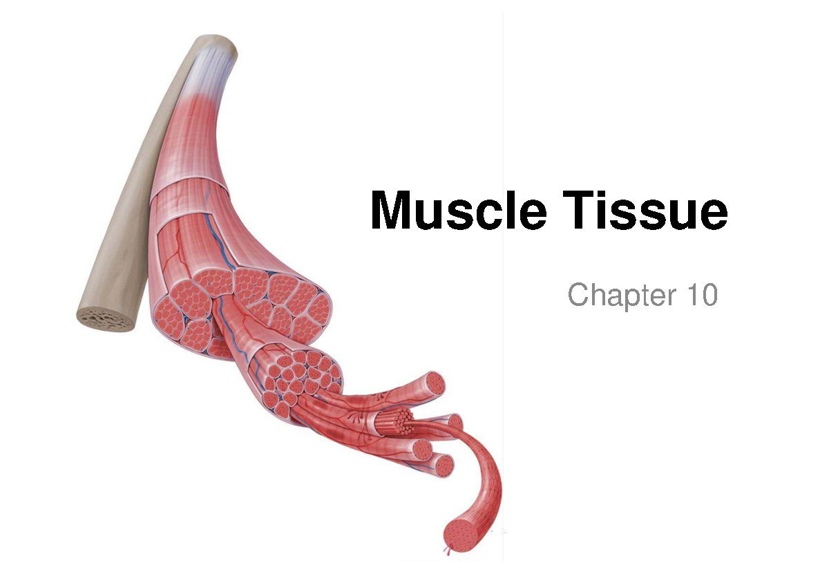 CH 10 Lecture Notes: Types and Functions of Muscle Tissue - Studocu