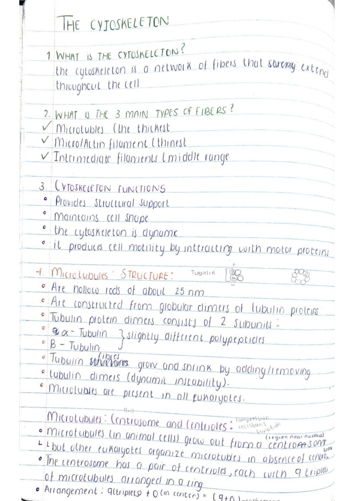 Cytoskeleton Overview: Structure, Functions, and Types (BIO101) - Studeersnel