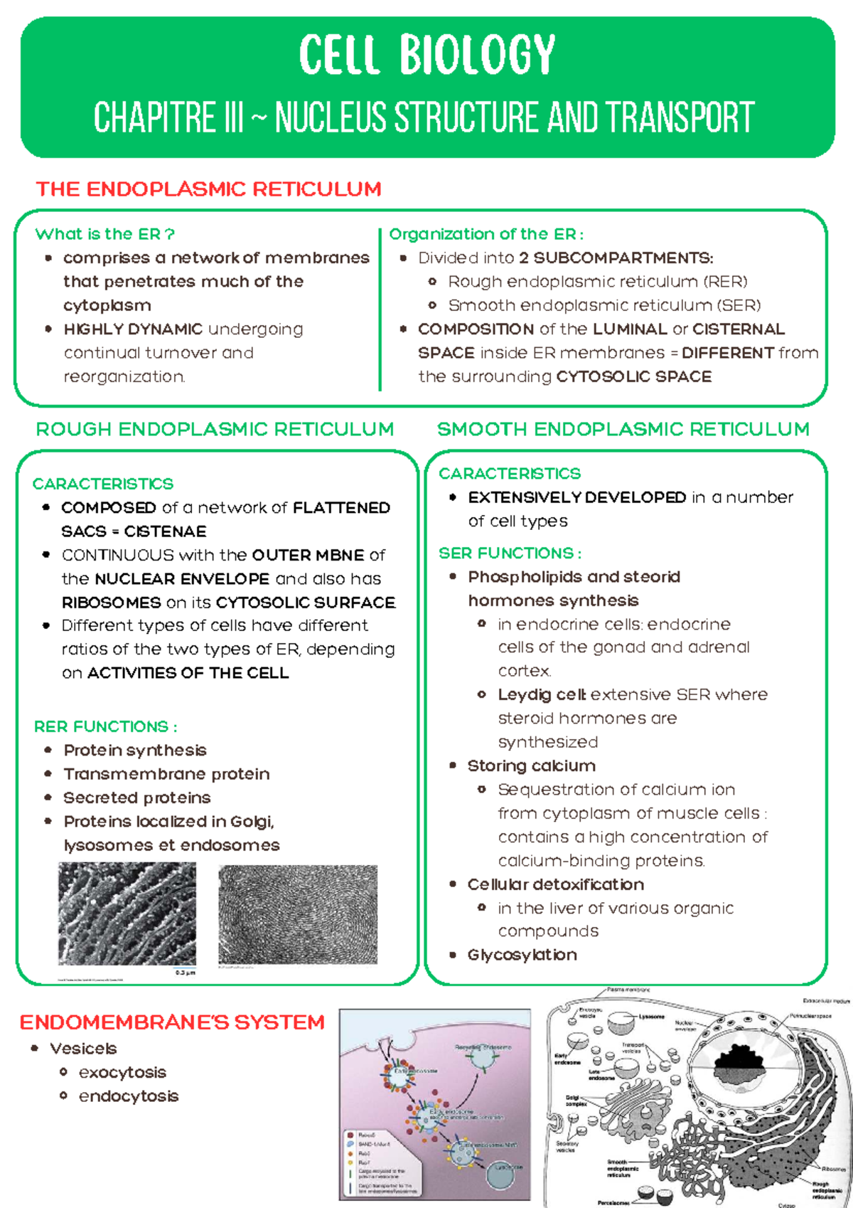 Fiche Cell Biology ~ Chapter III - Nucleus structure and transport ...