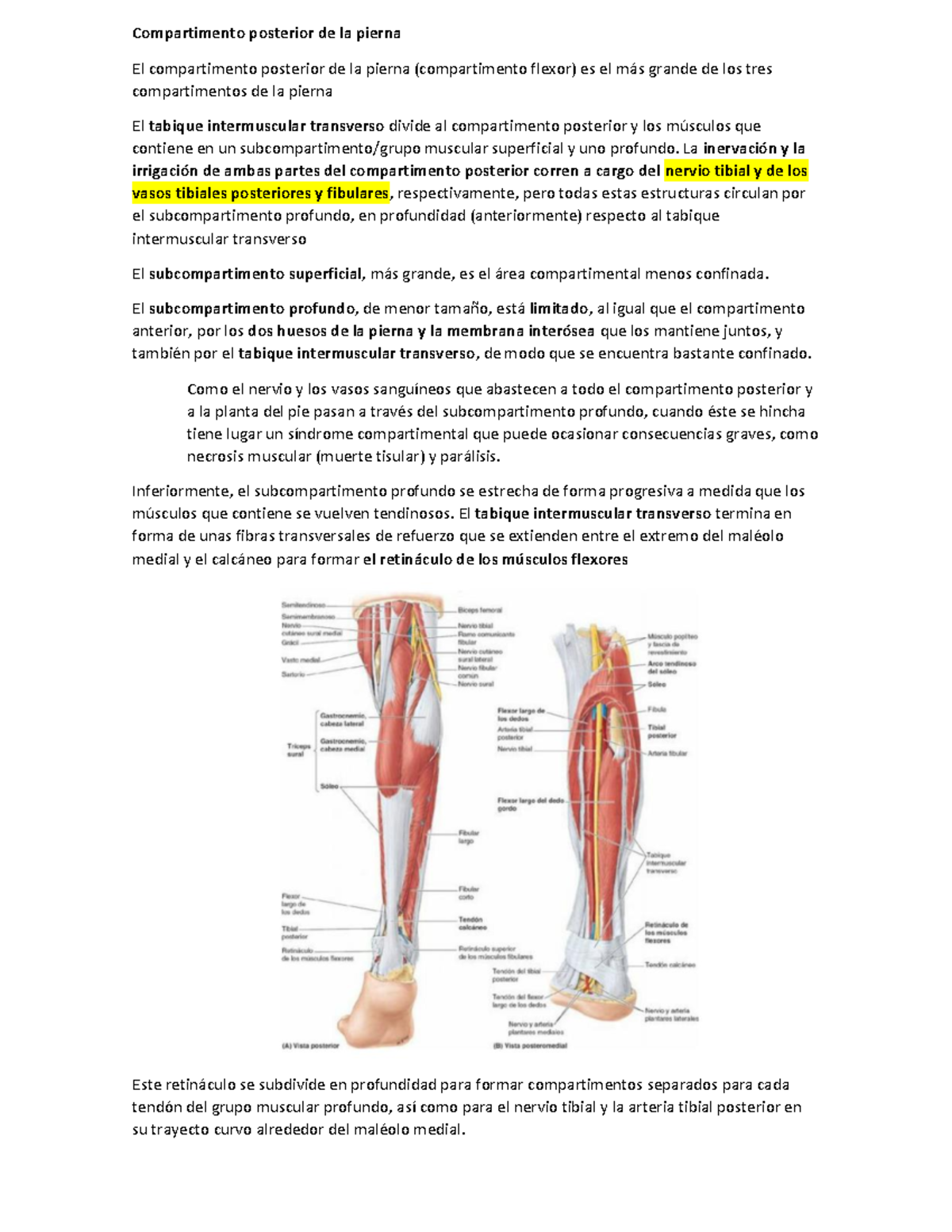 Estudio del Compartimento Posterior de la Pierna: Anatomía y Funciones ...