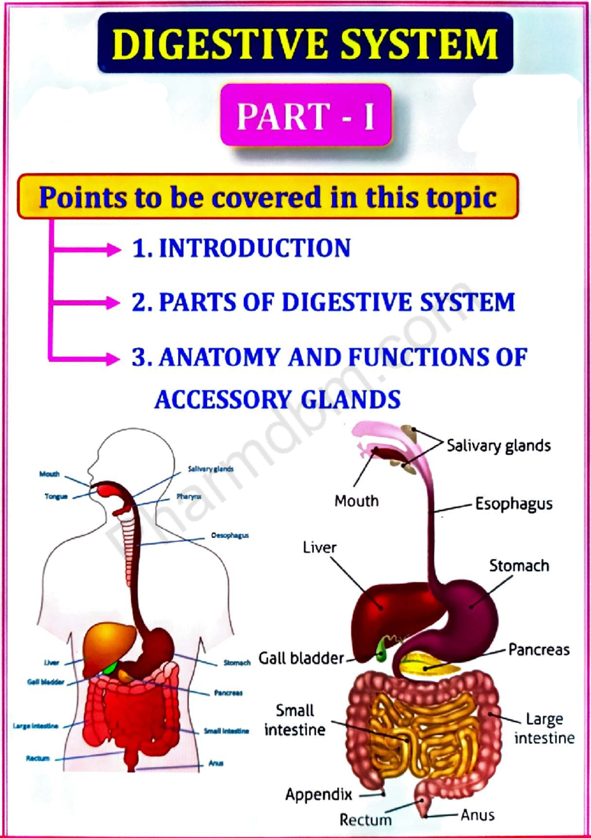 HAP II Unit 2: Digestive System Overview and Functions - Studocu