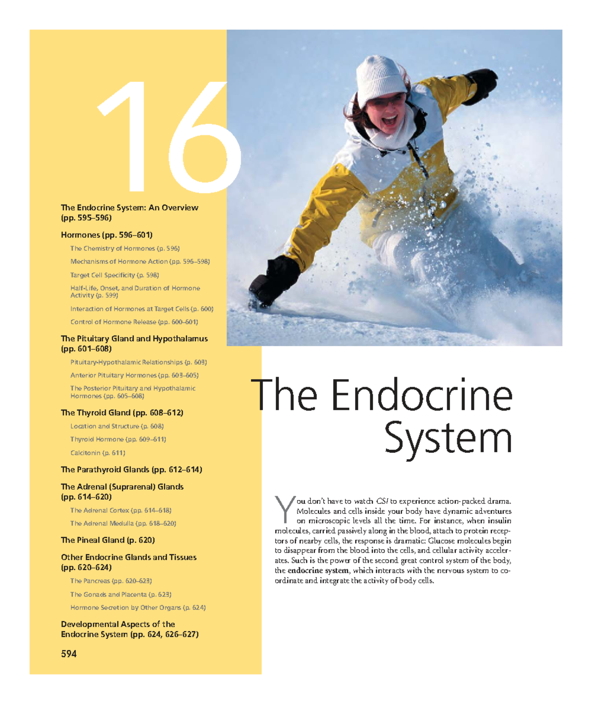 Marieb 02:06 PM Chapter 16 - Overview of the Endocrine System - Studocu