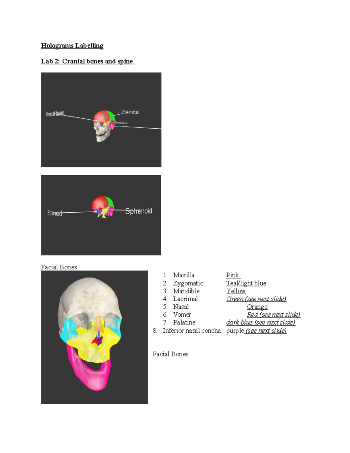 Anatomy Practical Lab 2: Holograms of Cranial & Facial Bones - Studocu