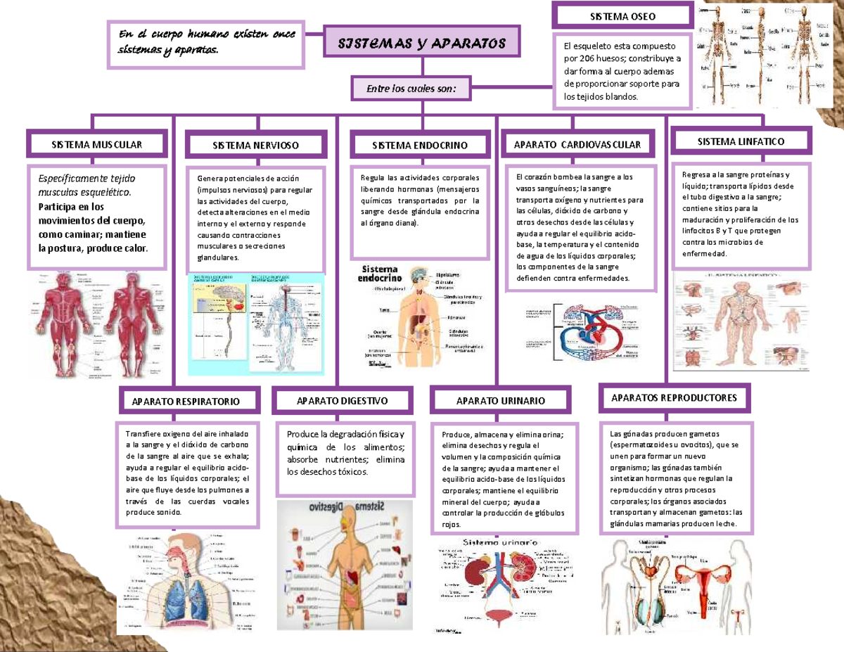 Mapa De Anatomía Corporal