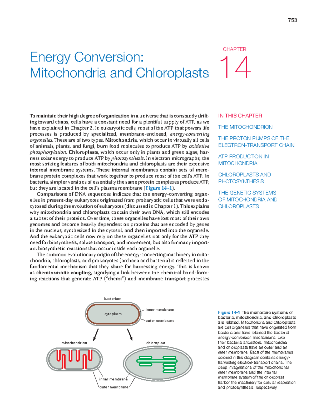 753 Chapter 14: Energy Conversion in Mitochondria and Chloroplasts ...