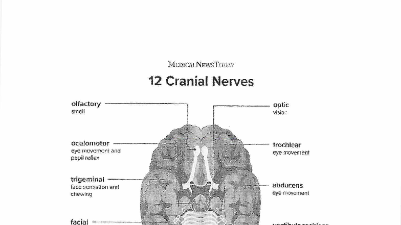 Cranial Nerves Assessment Handout W03: Key Techniques & Tips - Studocu