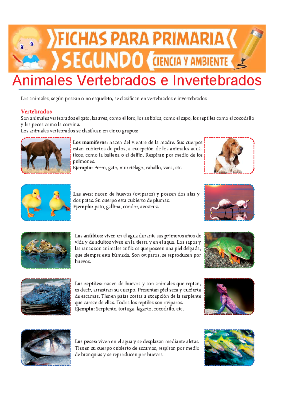 Animales Vertebrados e Invertebrados para Segundo de Primaria - Los ...