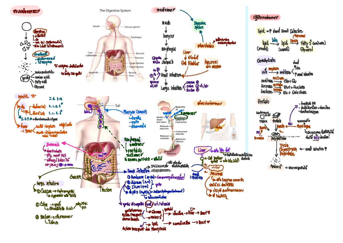 Bio SR - The Digestive and Immune Systems Overview (159719) - Studocu