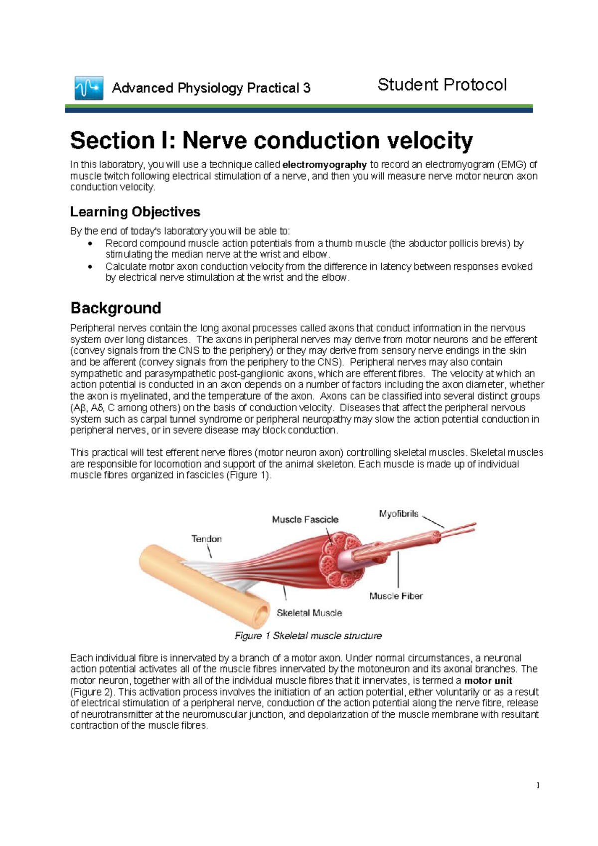 300851 Prac 2 Motor - Advanced Physiology Practical 3 Student Protocol ...