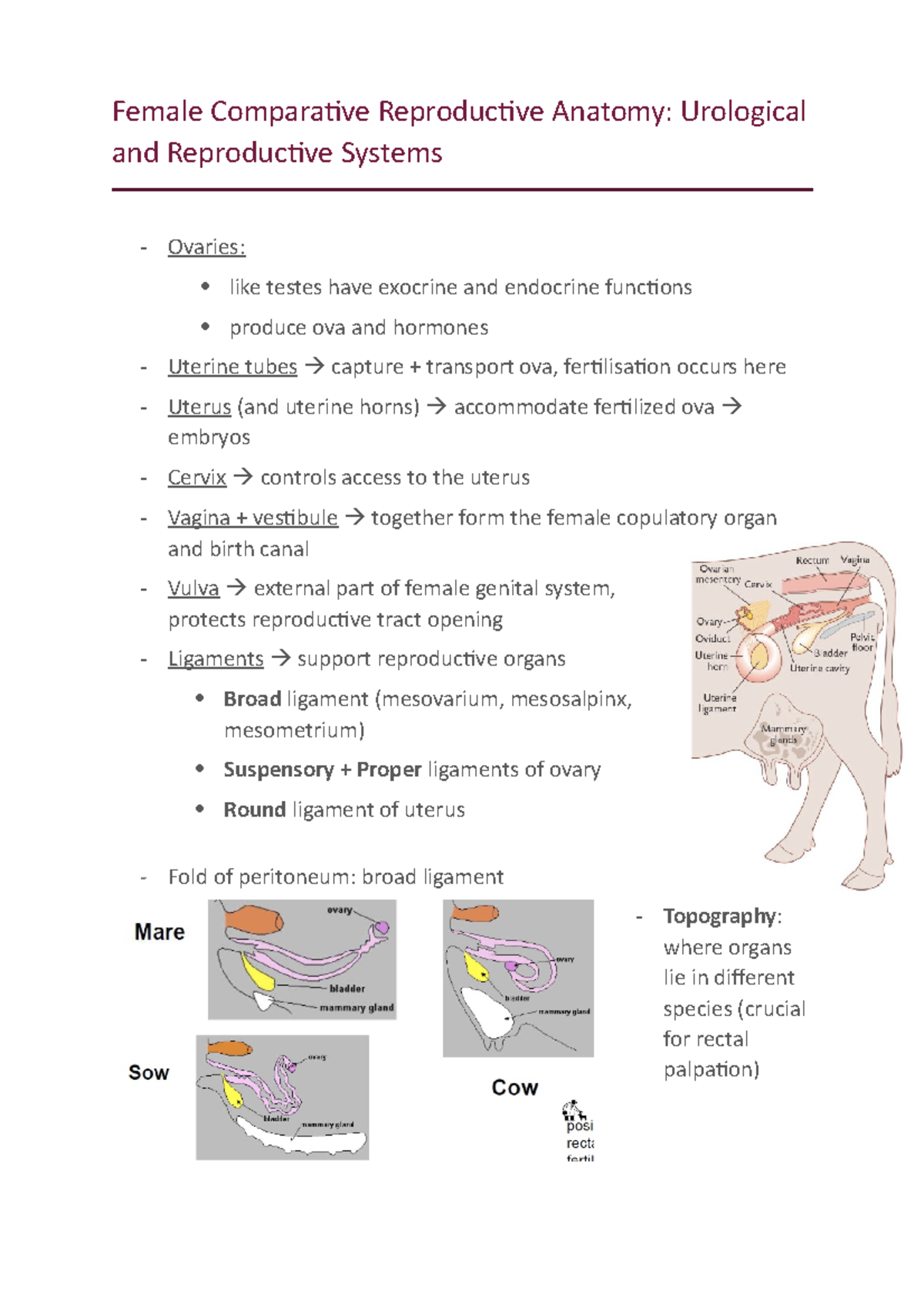 Female comp anatomy UR - Female Comparative Reproductive Anatomy ...