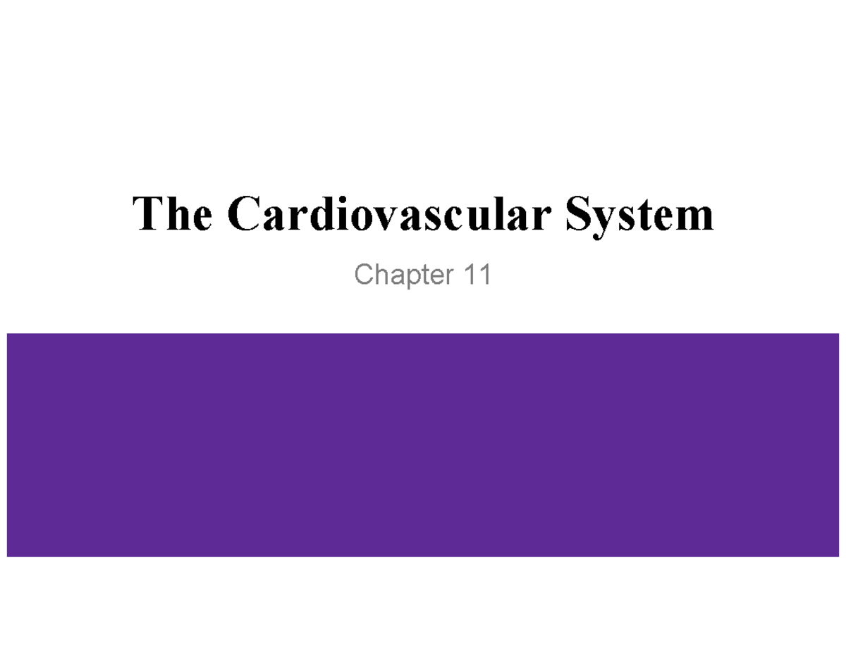 Chapter 11: Cardiovascular System Overview and Heart Anatomy Notes ...