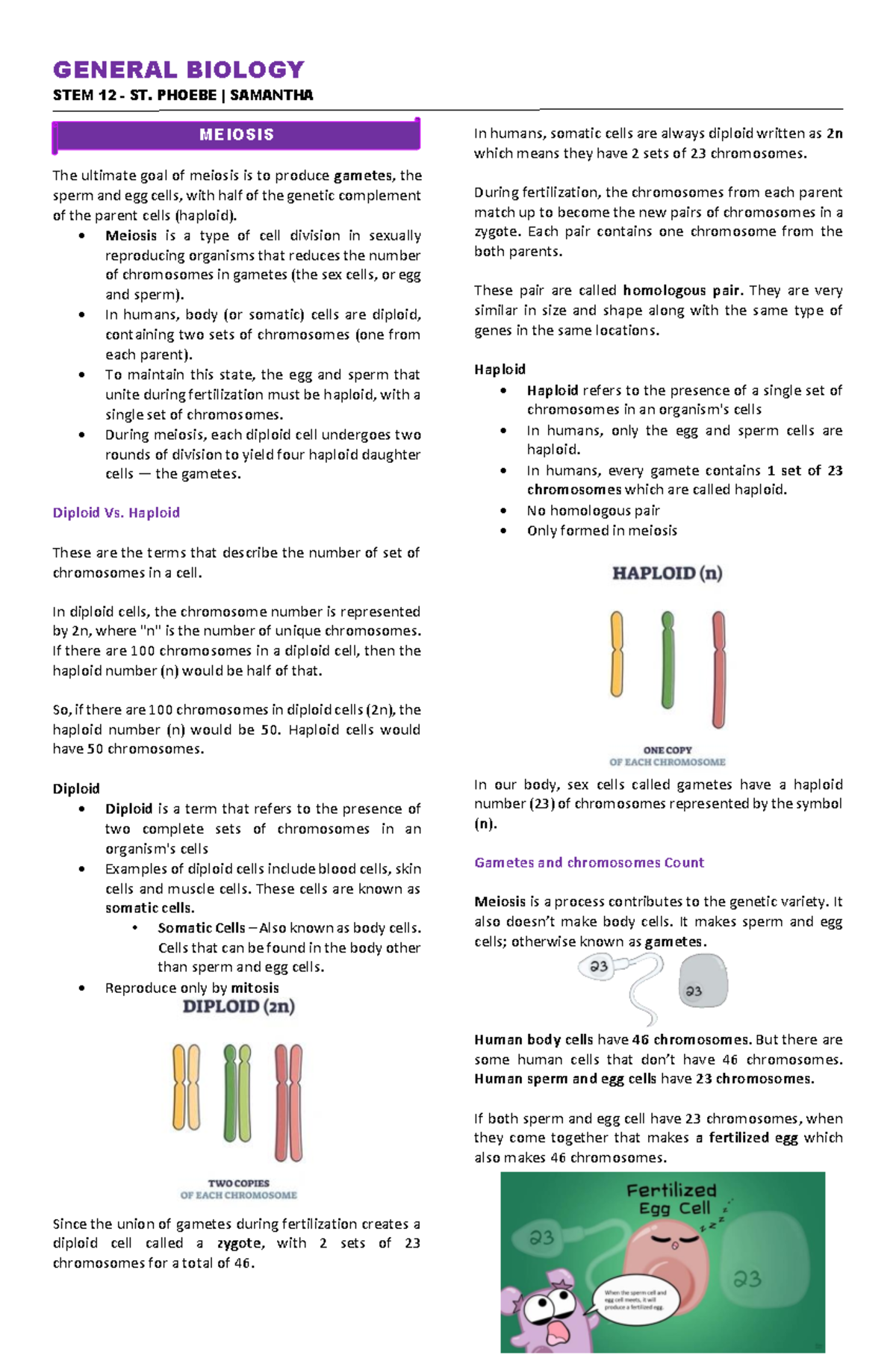 Meiosis Overview and Genetic Diversity - General Biology STEM 12 - Studocu