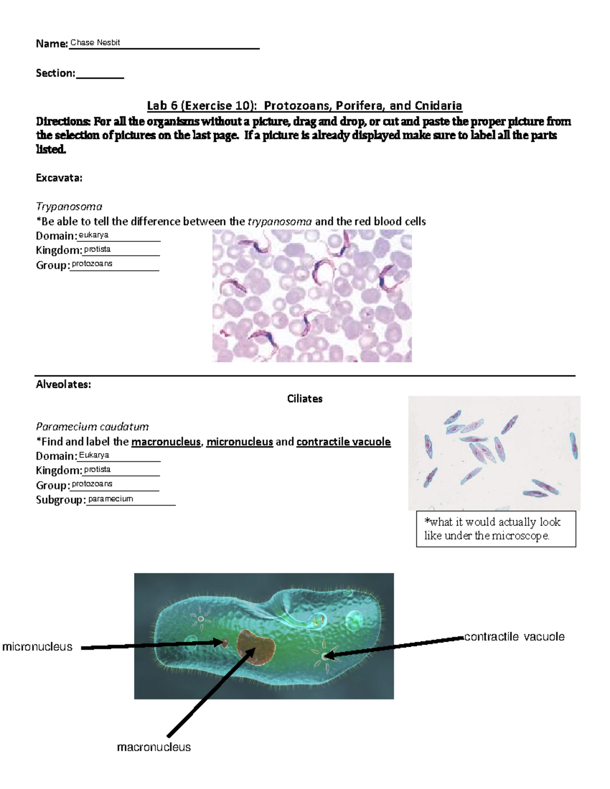 Lab 06 Protozoans, Porifera and Cnidaria Worksheet - Name
