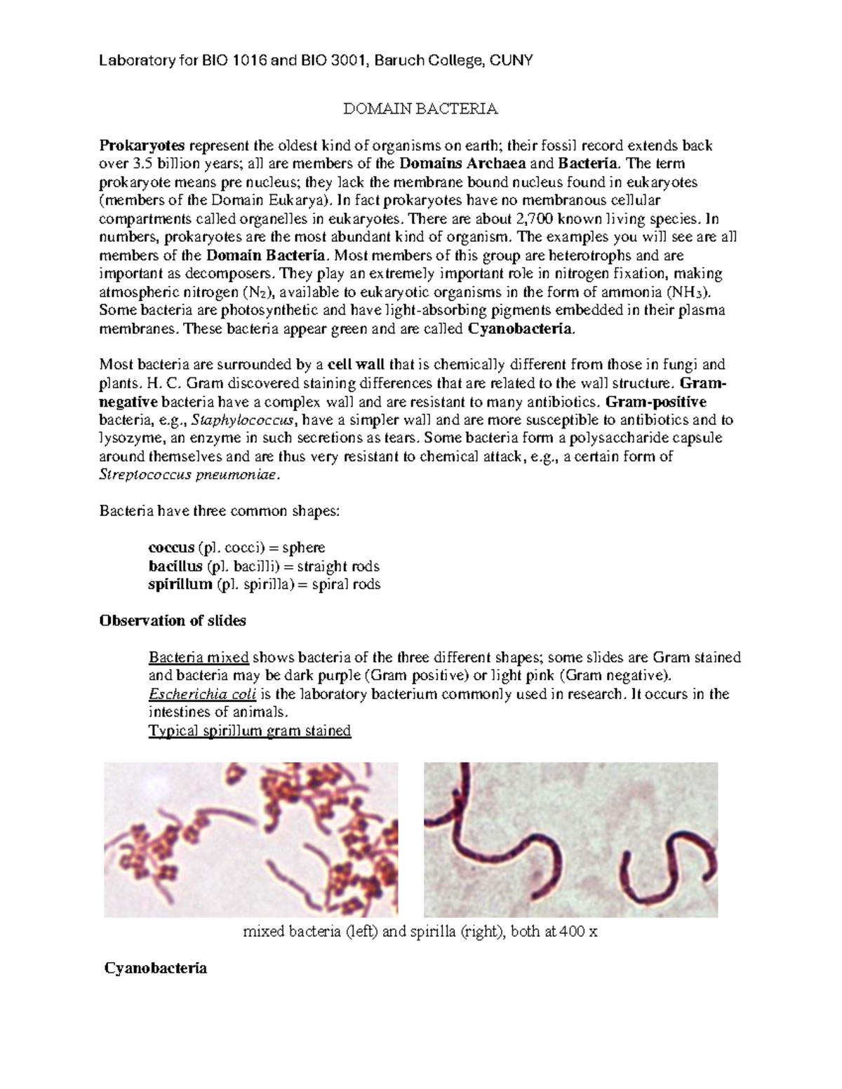 Laboratory Exercise on Bacteria for BIO 1016 & BIO 3001 at Baruch ...