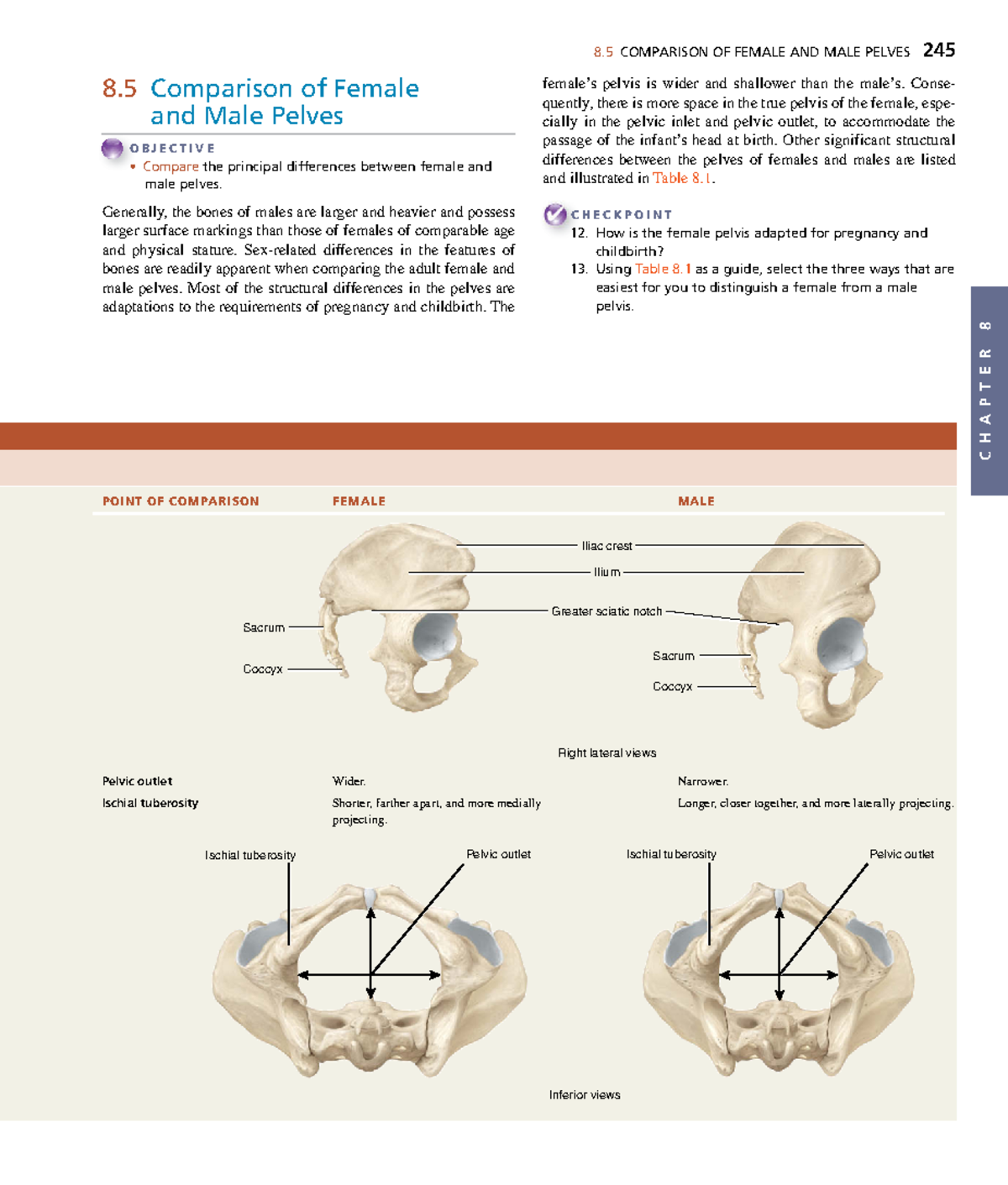 Anatomyand Physiology-93 - C H A P T E R 8 8 COMPARISON OF FEMALE AND ...