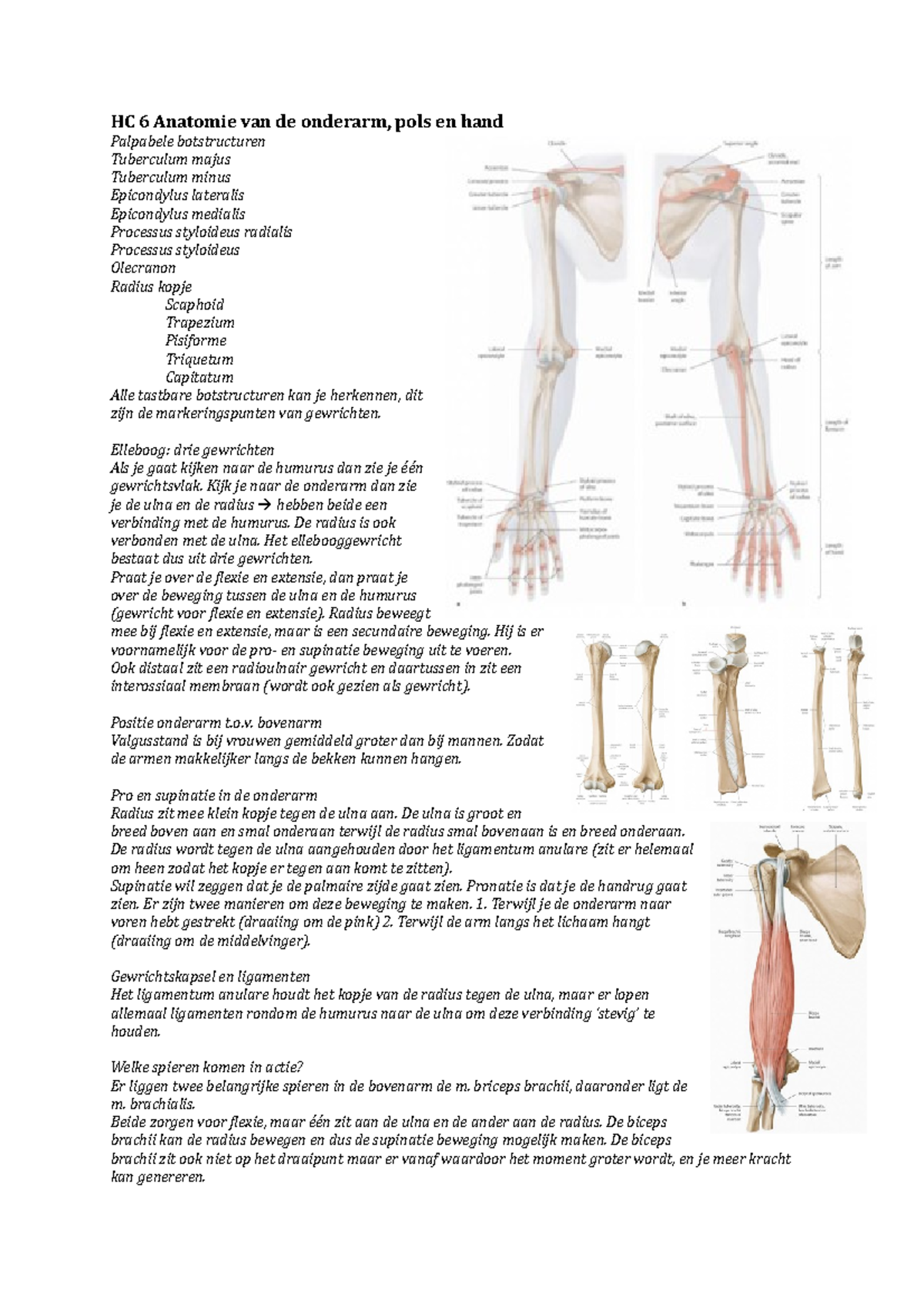 HC 6 Anatomie van de Onderarm, Pols en Hand - Belangrijke Structuren en ...
