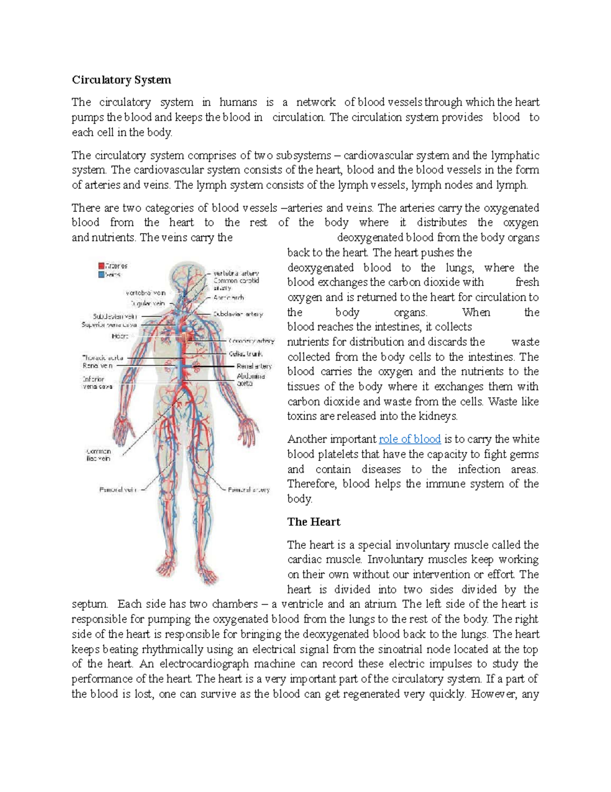 Circulatory System Overview - CS Notes on Heart & Blood Vessels - Studocu