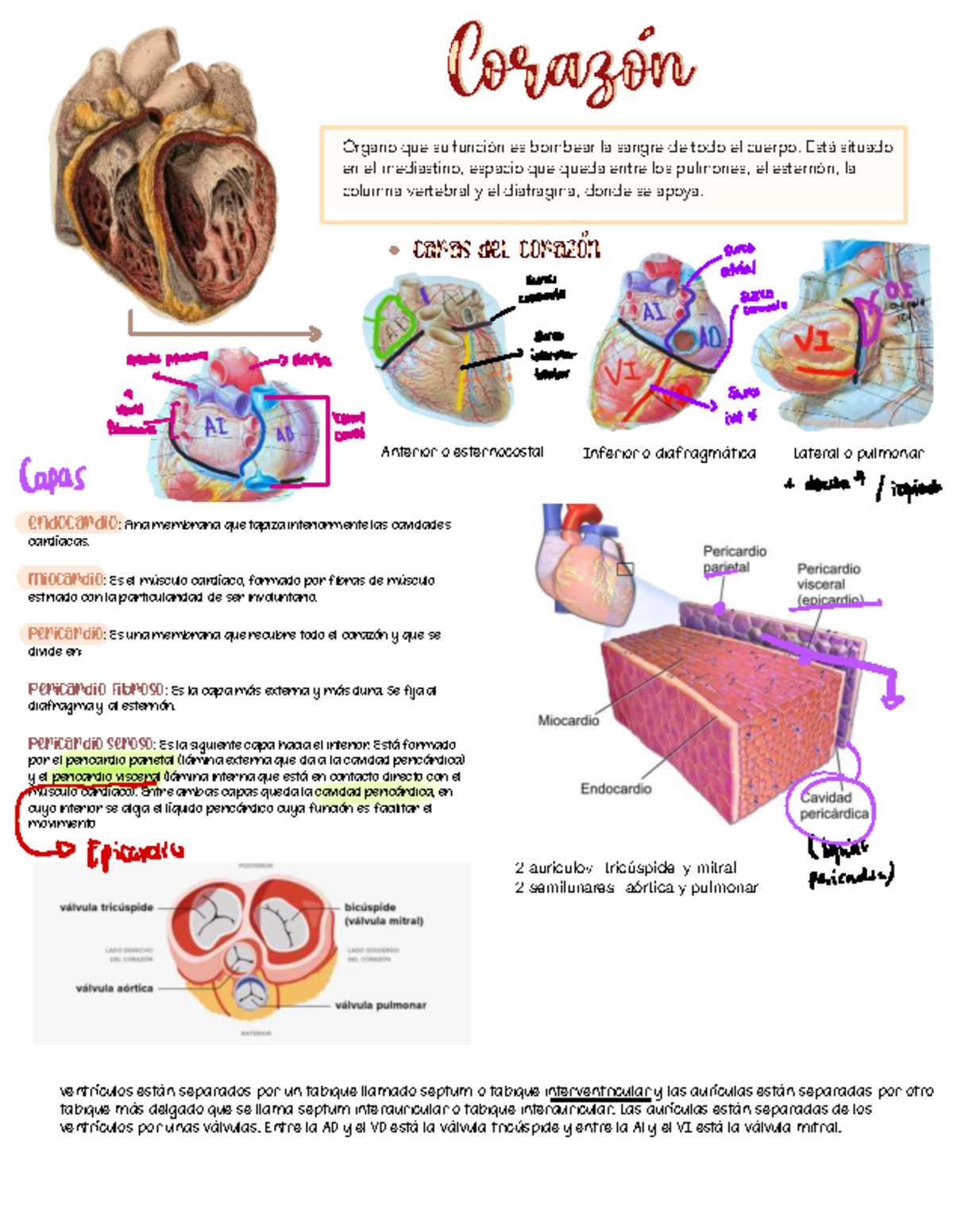 Fisiología del Corazón - Clase 6: Estructura y Función Cardíaca - Studocu