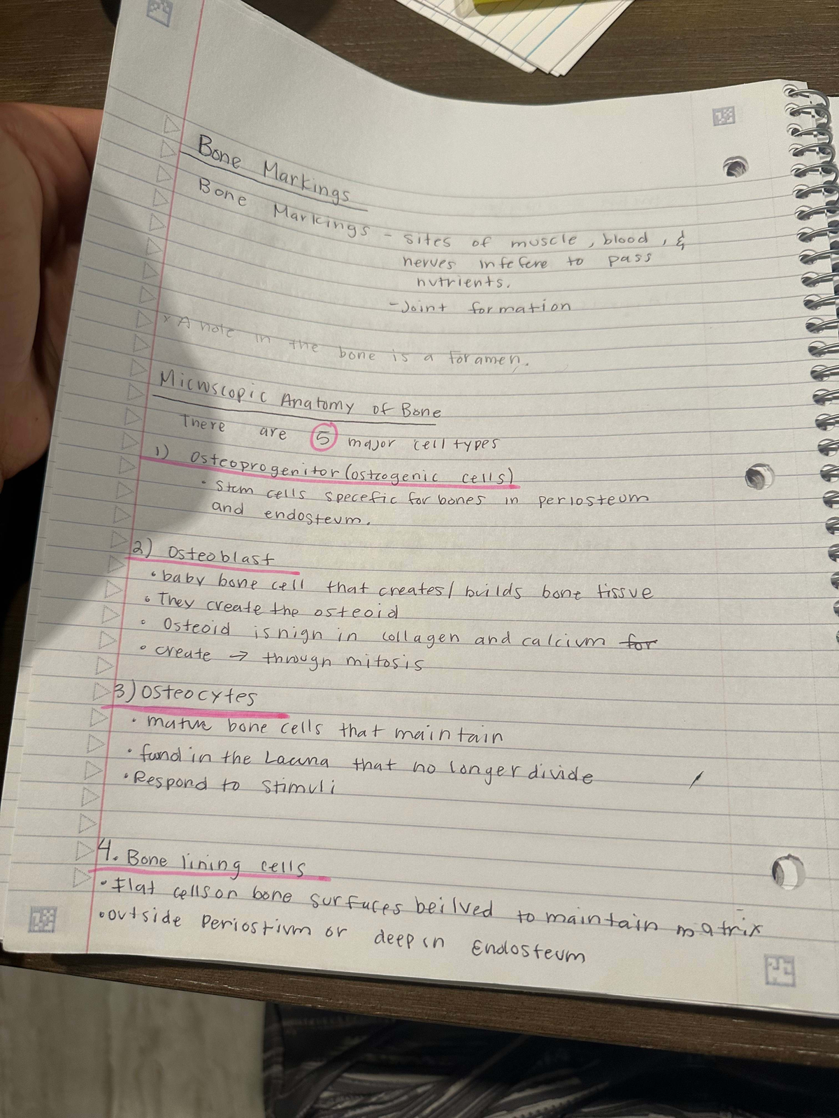 Final Exam Review Notes: BIOL 200 Key Topics on Bone Anatomy and ...
