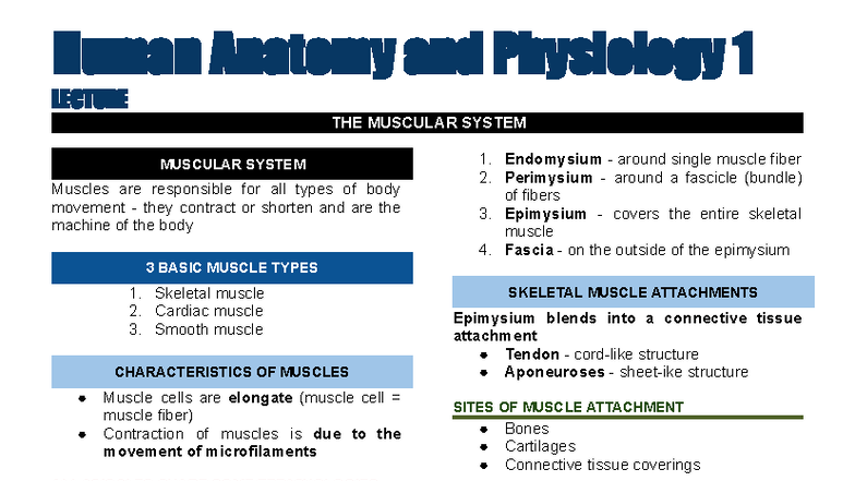Human Anatomy and Physiology 1: Lecture Notes on the Muscular System ...