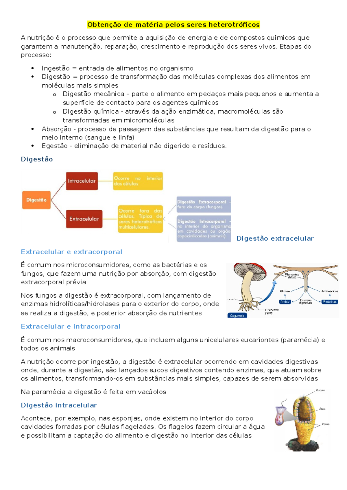 Nutrição e Digestão em Seres Heterotróficos: Estudo Detalhado - Studocu