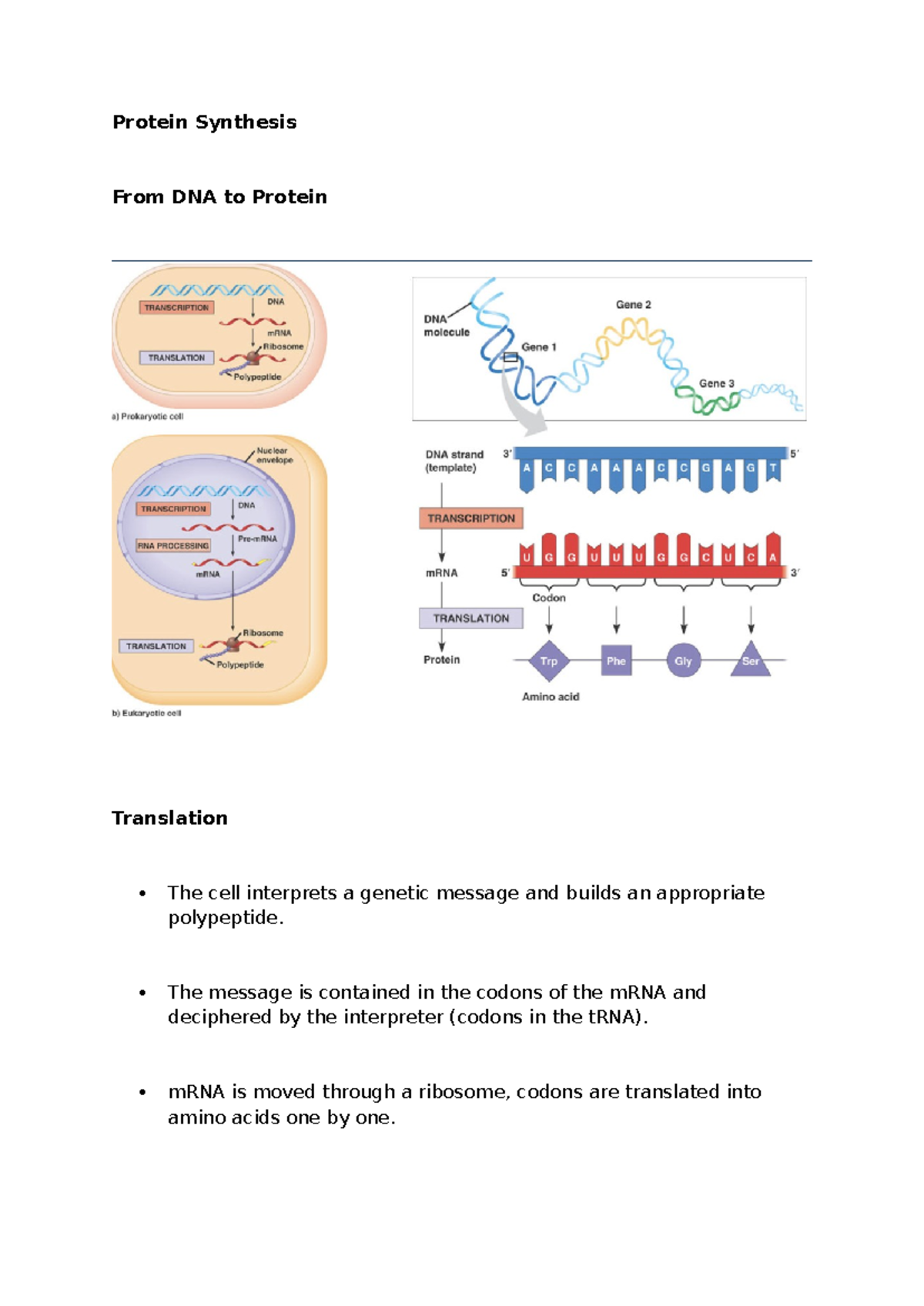 Protein Synthesis: From DNA to Translation (Biology 101) - Studocu